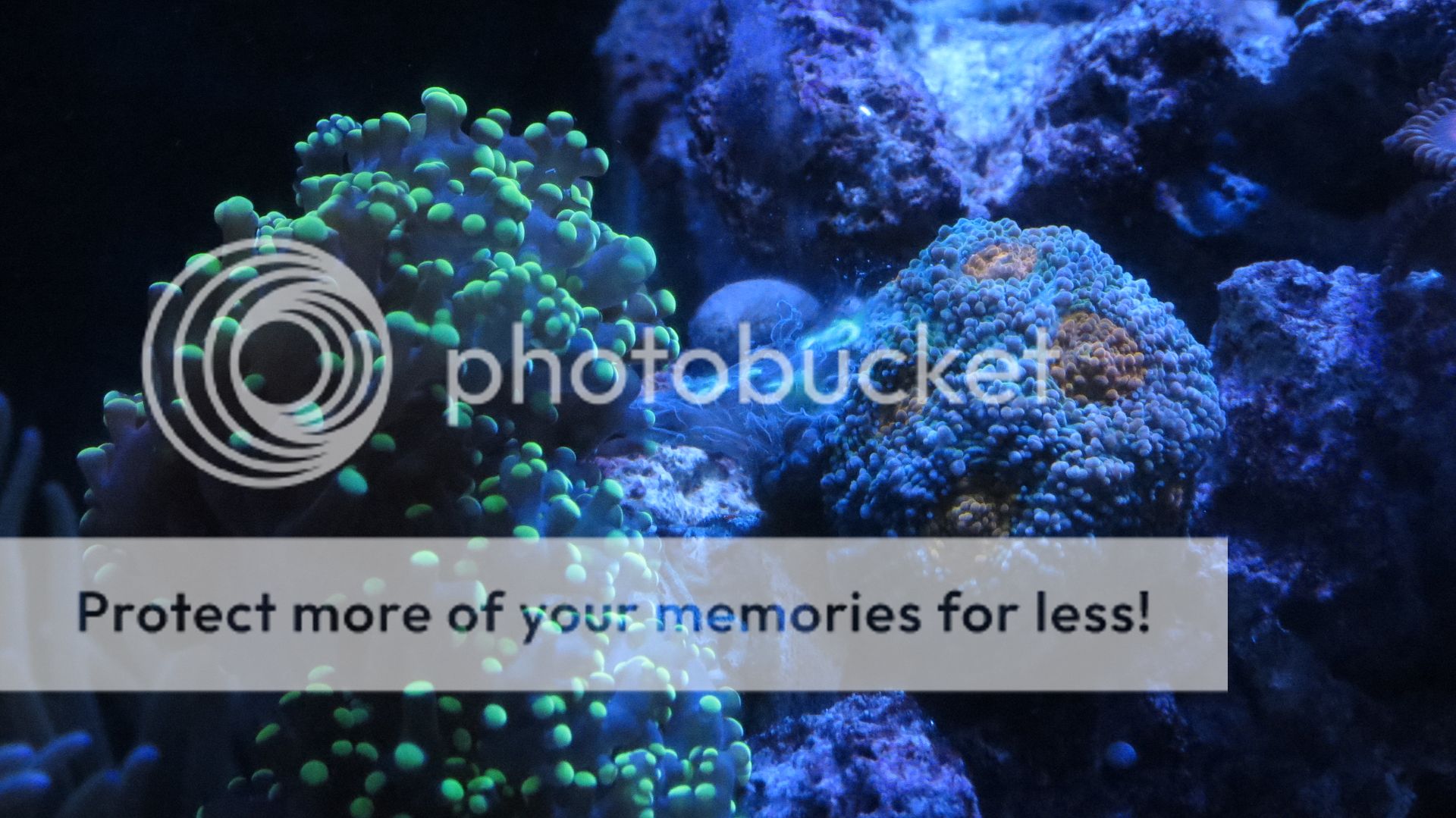 Stinging corals | Reef2Reef