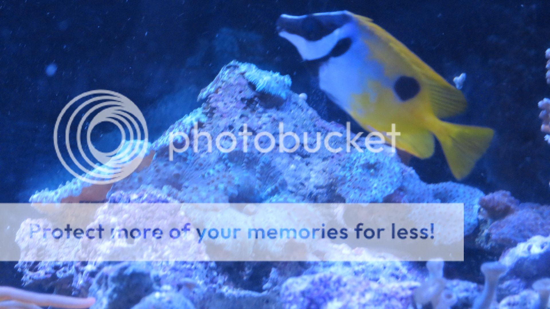 One Spot Foxface Rabbitfish / Siganus unimaculatus | Reef2Reef