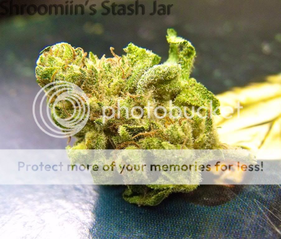 D4nkNugz's Stash Jar of DANK! MACROS! 12+ strains | Grasscity Forums ...