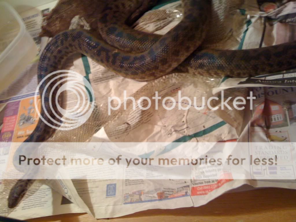 Spotted and childrens python morphs | Reptile Forums