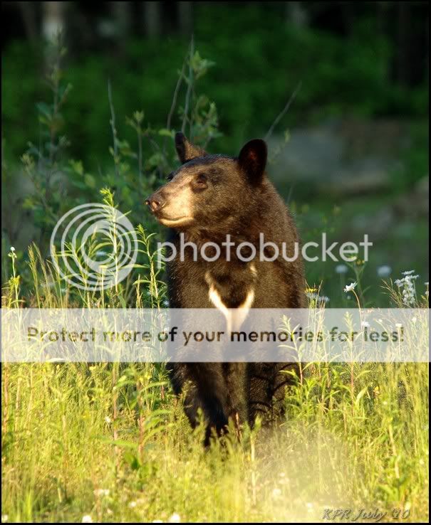 Color Phase Bears | New Brunswick Hunting Forum