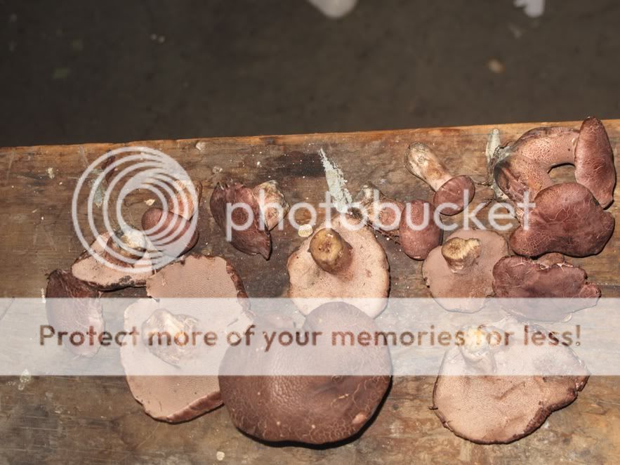 Bittersweet Hedgehog Story - General Mushroom Discussion - Wild ...