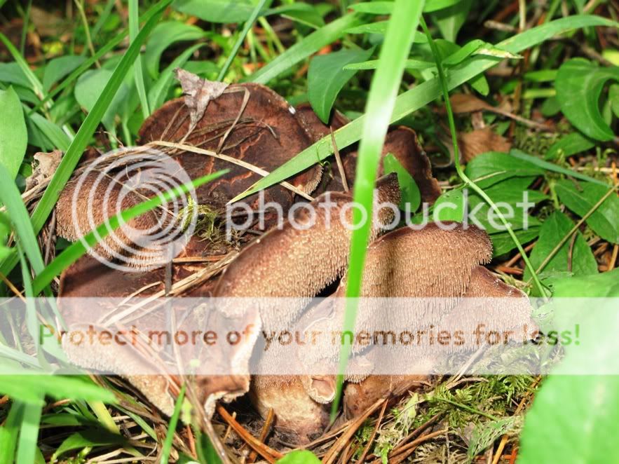 Bittersweet Hedgehog Story - General Mushroom Discussion - Wild ...