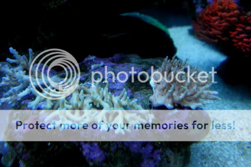 Smooth skin acropora ID - Reef Central Online Community