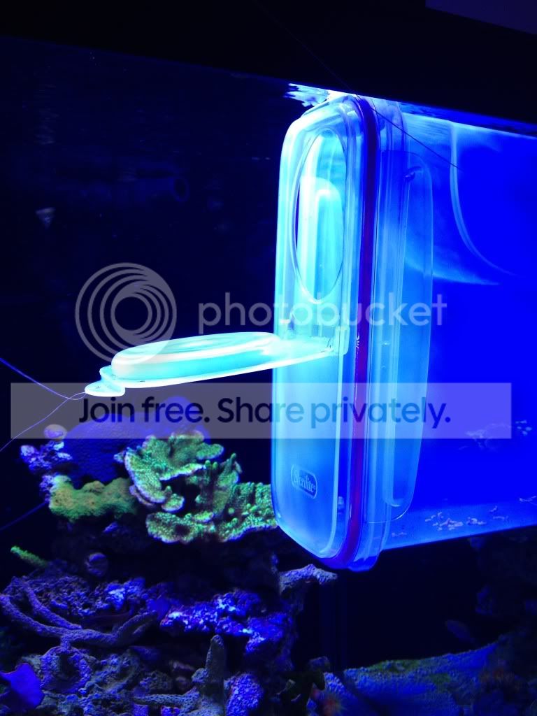 DIY Fish Trap | Atlanta Reef Club